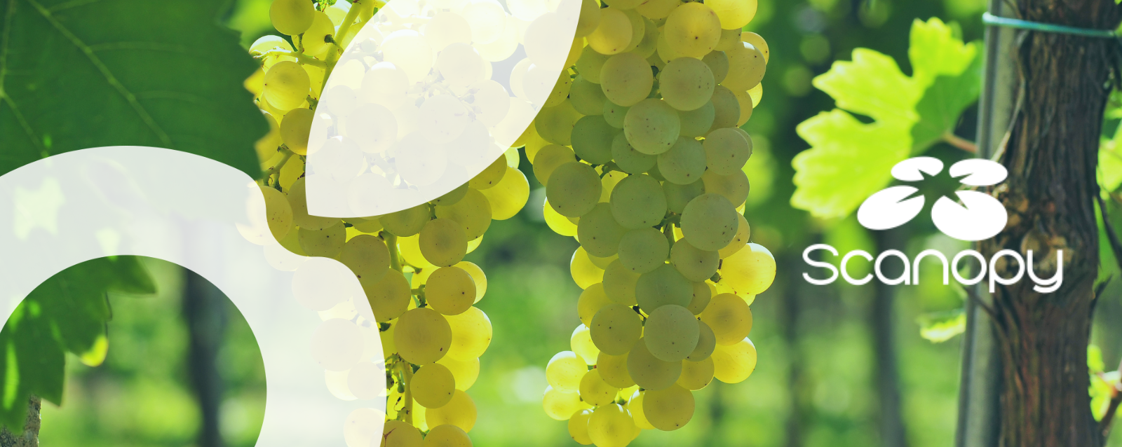 Abelio reprend les actifs de Scanopy et ouvre une offre sur vignes