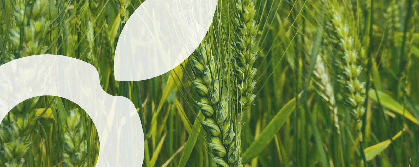 Apport tallage des céréales à paille : quels enjeux et quelle stratégie ...